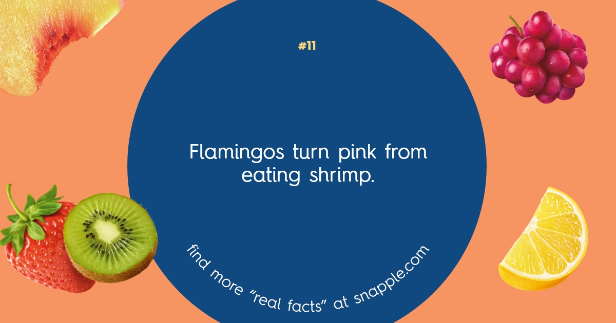 Explore Our Bottle Cap Real Facts #11 | Snapple