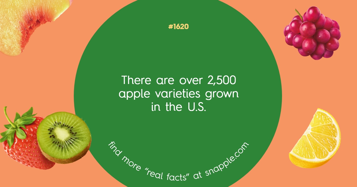 Explore Our Bottle Cap Real Facts #1620 | Snapple