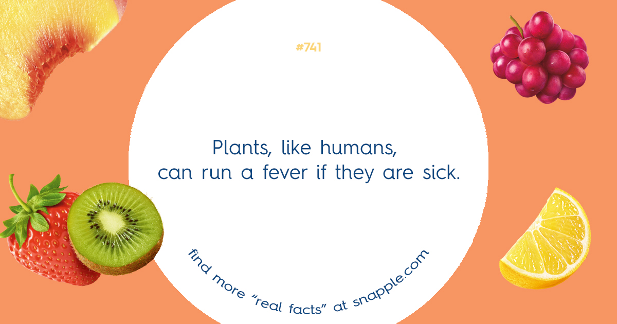 Explore Our Bottle Cap Real Facts 741 Snapple Explore Our Bottle Cap Real Facts 741 Snapple